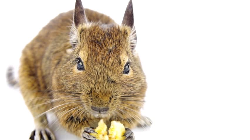 A Cute Degu Eating Pet Stock Footage Video (100% Royalty-free) 2832685 ...