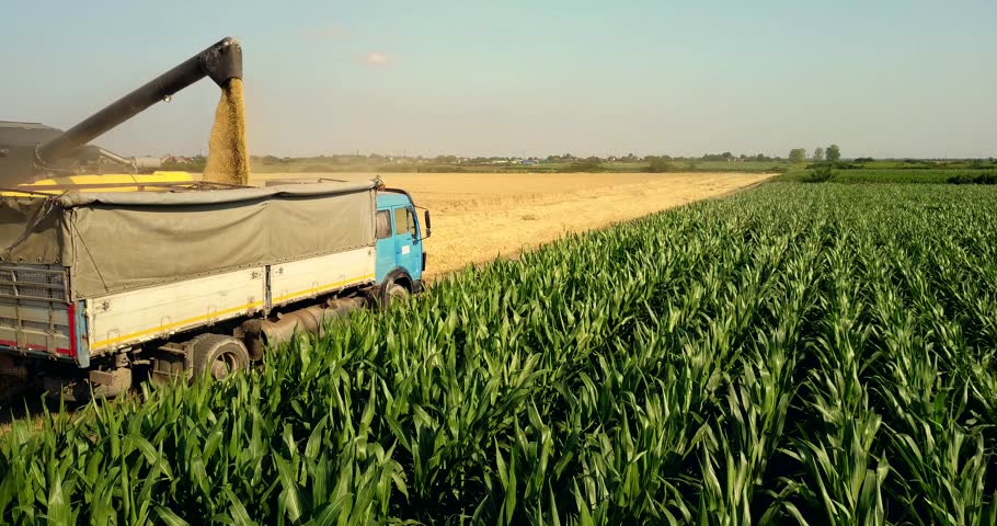 Harvester Loading Trailer with Wheat. Stock Footage Video (100% Royalty ...