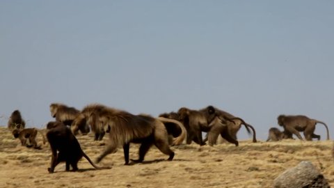 Ethiopia Gellada Monkeysimien Mountains National Park Stock Footage ...