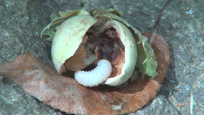 Maggot, Worm Eaten Peanut, Maggoty, Stock Footage Video (100% Royalty ...