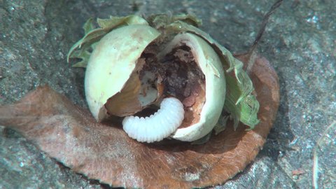 Maggot Worm Eaten Peanut Maggoty Grubby Stock Footage Video (100% ...