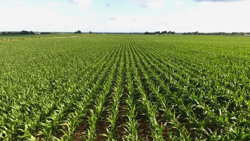 Corn syrup Stock Video Footage - 4K and HD Video Clips | Shutterstock