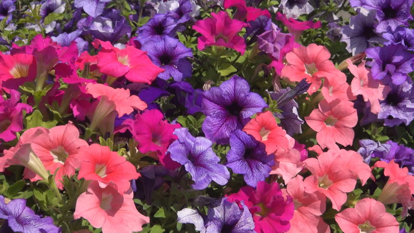 Flowers, Petunia, Colorful Petunia Stock Footage Video (100% Royalty ...
