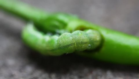 Green Transparent Worm That Eat Green Stock Footage Video (100% Royalty ...