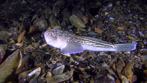Poisonous Fish Atlantic Stargazer Uranoscopus Scaber Stock Footage ...