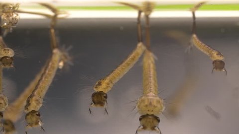 Baby Mosquitoes Move Their Larva Bodys Stock Footage Video (100% ...