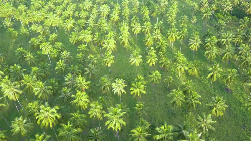 aerial drone view tropical coconut tree Stock Footage Video (100% ...