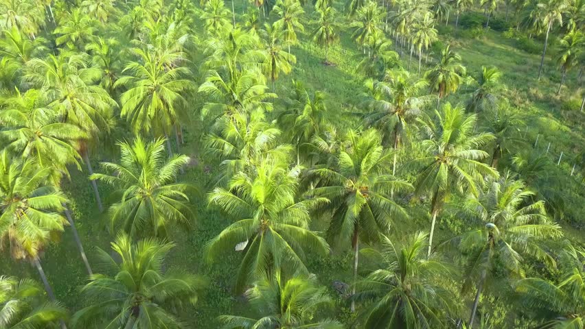 aerial drone view tropical coconut tree Stock Footage Video (100% ...