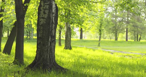Spring Meadow Big Tree Fresh Green Stock Photo (Edit Now) 73827871