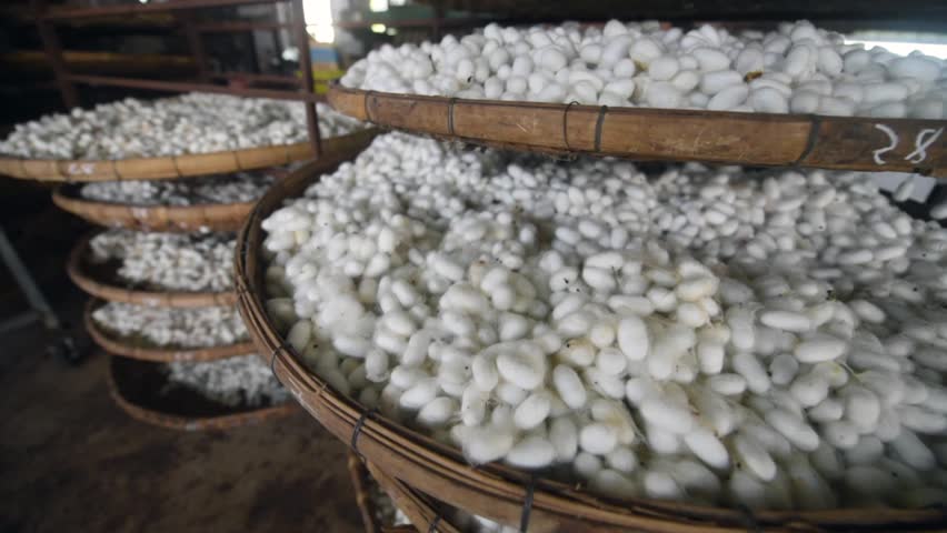 many silk cocoons on bamboo trays Stock Footage Video (100% Royalty ...