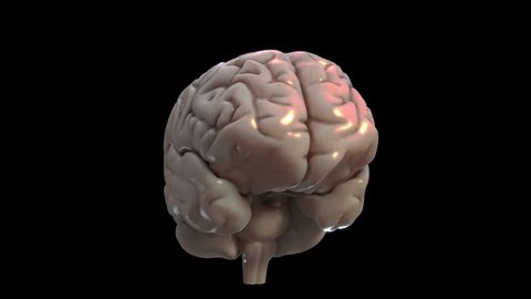 Computer Generated 3d Image Human Brain Stock Footage Video (100% ...
