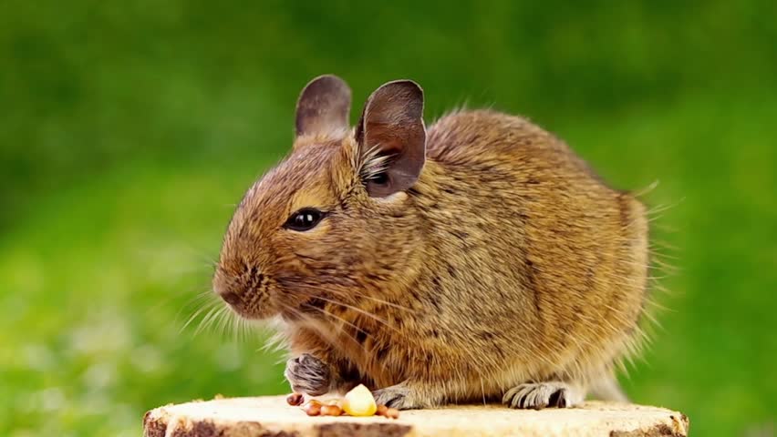 A Cute Degu Eating Pet Stock Footage Video (100% Royalty-free) 2856649 ...