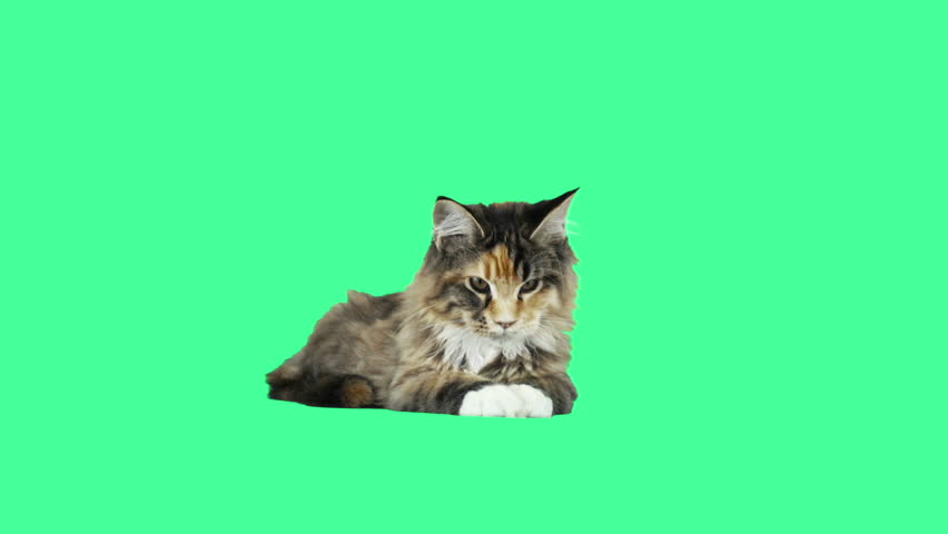 funny cat on green screen Stock Footage Video (100% Royalty-free ...