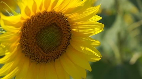 Sunflowers Different Angles Stock Footage Video (100% Royalty-free ...
