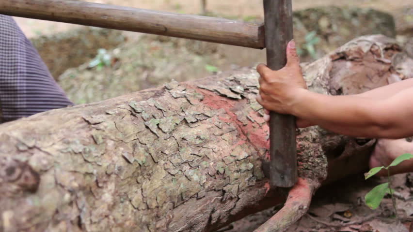 Two People Cutting Tree with Stock Footage Video (100% Royalty-free ...