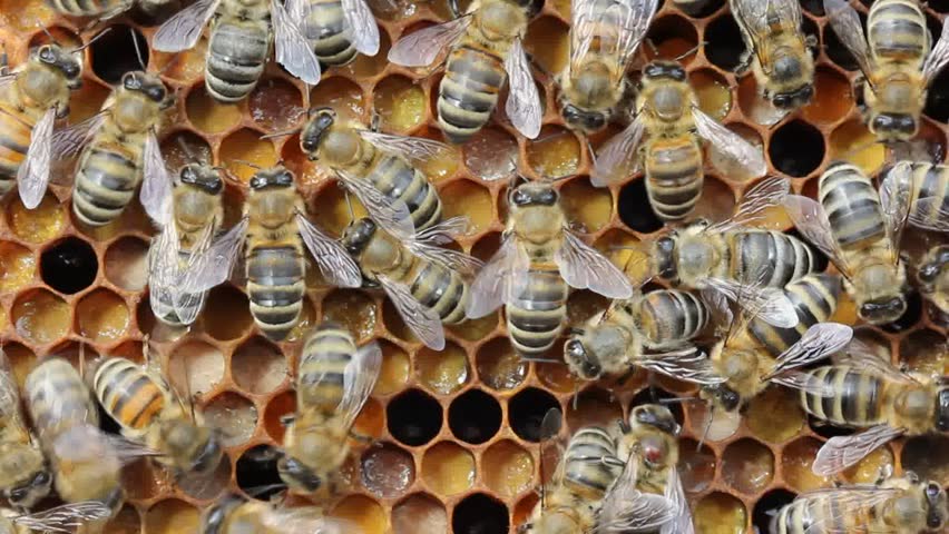 Helping bees Stock Video Footage - 4K and HD Video Clips | Shutterstock