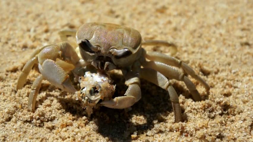 Large Crab Eats Fish On Beach Stock Footage Video 100 Royalty Free