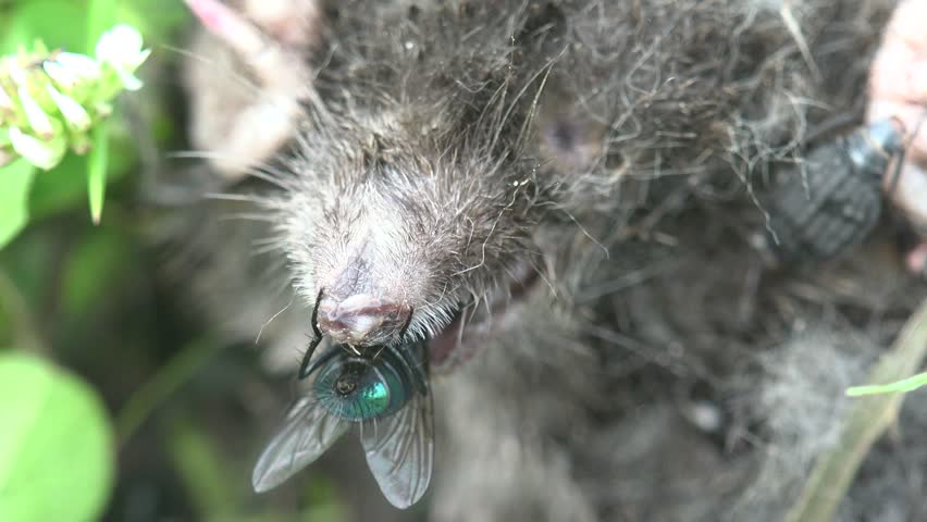 Insect Macro Dead Mole One Stock Footage Video (100% Royalty-free ...