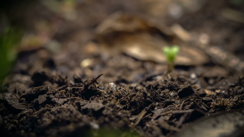 Time Lapse of Seeds Growing Stock Footage Video (100% Royalty-free ...