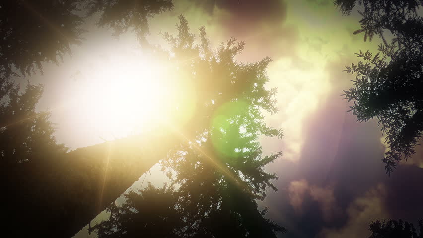 Tree Time Lapse Hd Stock Stock Footage Video (100% Royalty-free ...