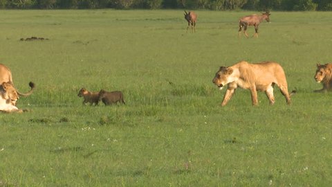 Lion Cub Runs Keep Stock Footage Video (100% Royalty-free) 28714261 ...