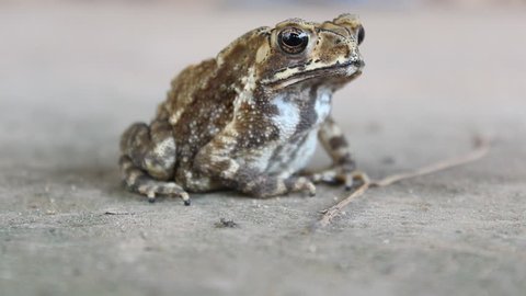 Arabian Toad Bufo Arabicus Stock Photo 274829165 | Shutterstock