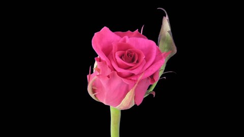 Timelapse Opening Pink Aquarius Rose 1c Stock Footage Video (100% ...