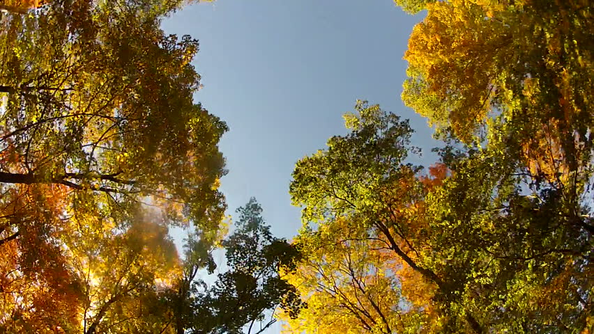 Trees and fall colors in Madison, Wisconsin image - Free stock photo ...