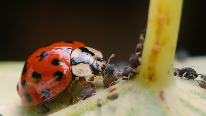 Ladybird eating aphids Stock Video Footage - 4K and HD Video Clips ...