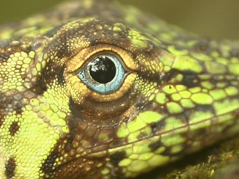 Banded Tree Anole Anolis Transversalis Closeup Stock Footage Video (100 ...
