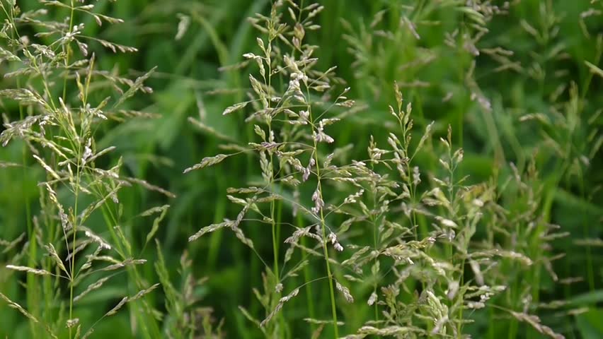 Common Meadow Grass in a Stock Footage Video (100% Royalty-free ...