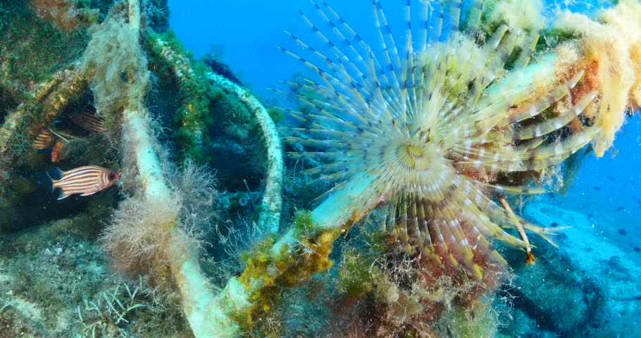 Ted Fish Stock Video Footage - 4K and HD Video Clips | Shutterstock