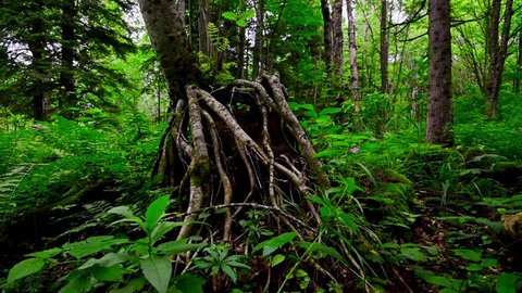 most famous trees hawaii tree huge Stock Footage Video (100% Royalty ...