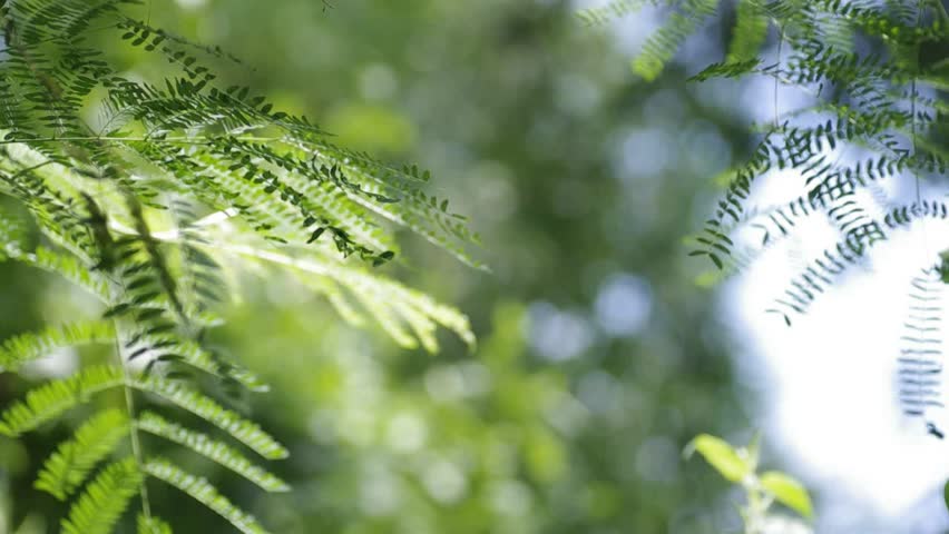 horse tamarind shoot scene sound rain Stock Footage Video (100% Royalty ...