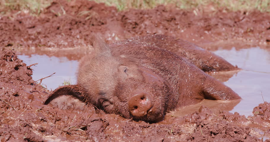 Free Range Pig Lying Down Stock Footage Video (100% Royalty-free ...