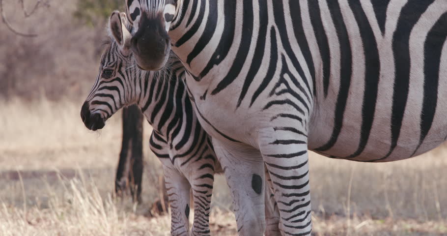 Close-up of Cute Baby Zebra Stock Footage Video (100% Royalty-free ...