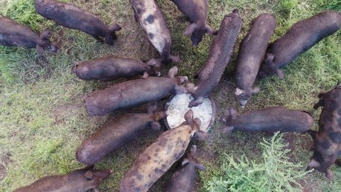 Aerial View Pigs Feeding On Free Stock Footage Video (100% Royalty-free ...