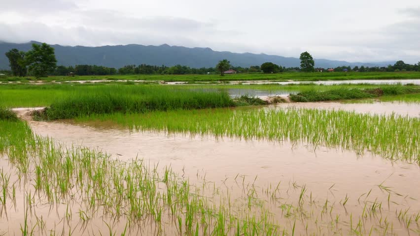 agriculture rice field flooded damage after Stock Footage Video (100% ...