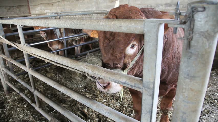 young bull tied inside barn Stock Footage Video (100% Royalty-free ...