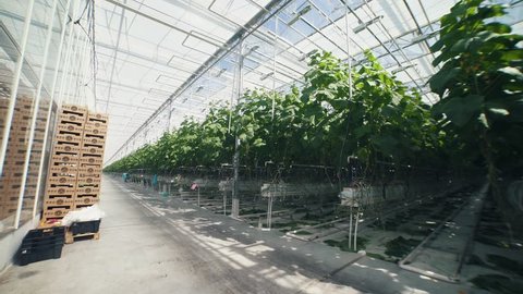 Green Crop Modern Greenhouse Stock Photo (Edit Now) 382444252