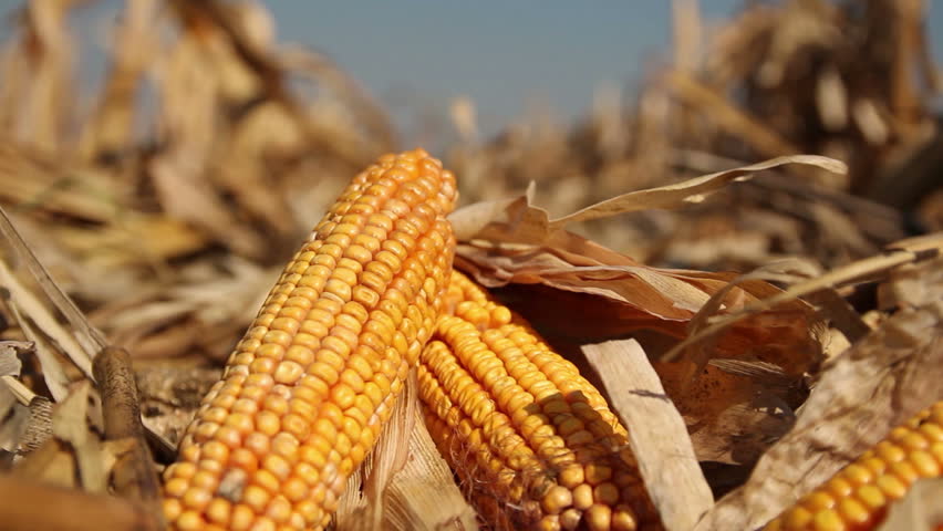 Yellow Corn in the Field. Stock Footage Video (100% Royalty-free ...