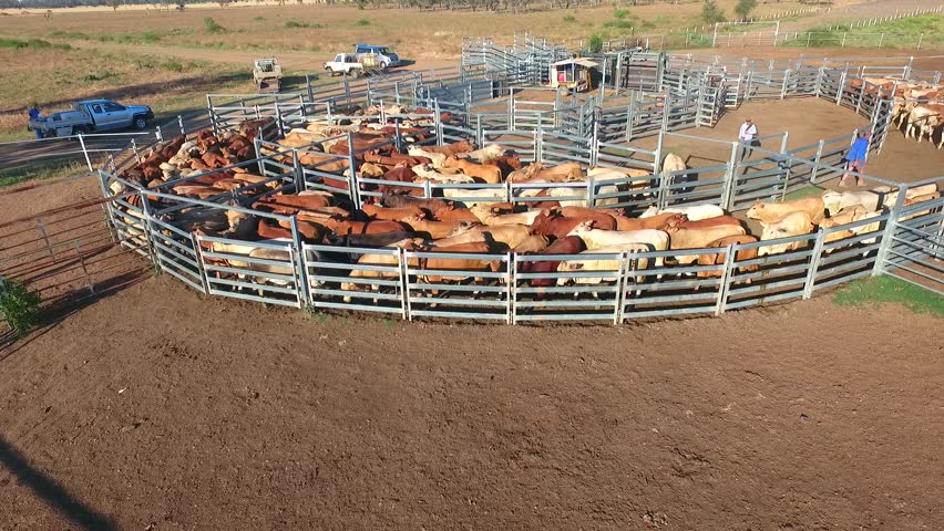outback cattle mustering featuring herd cows Stock Footage Video (100% ...