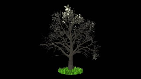 tree growth animation sequence growing different Stock Footage Video ...