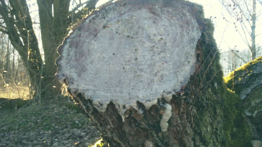 Freshly Cut Tree Bleeding its Stock Footage Video (100% Royalty-free ...
