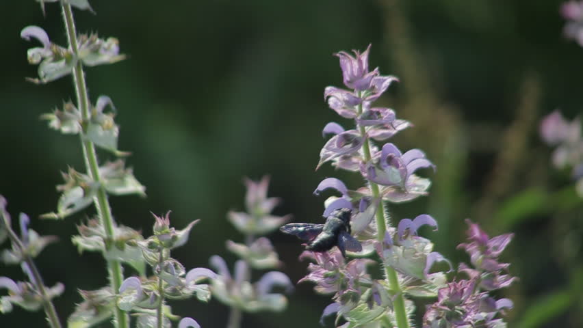 pollination clary sage salvia sclarea bloom Stock Footage Video (100% ...