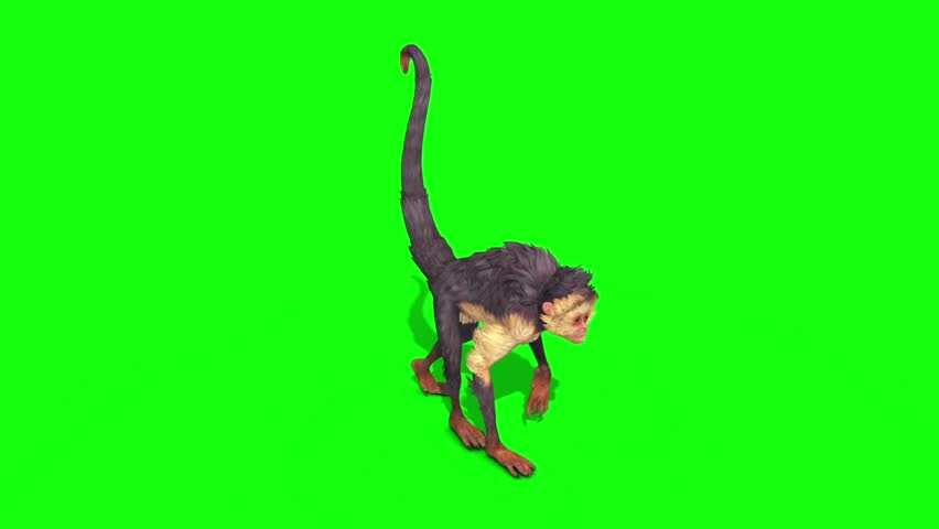 Monkey Walkcycle Green Screen 3d Stock Footage Video (100% Royalty-free ...
