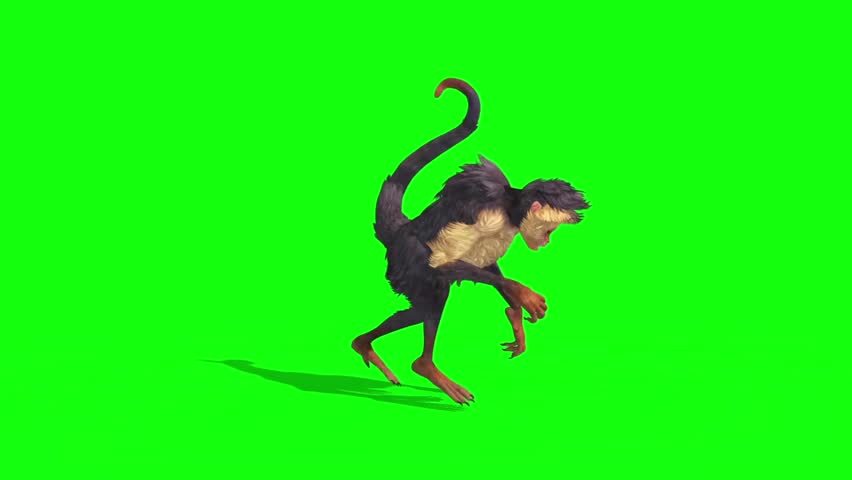 Monkey Turn Green Screen 3d 库存影片视频（100% 免版税）28978684 | Shutterstock