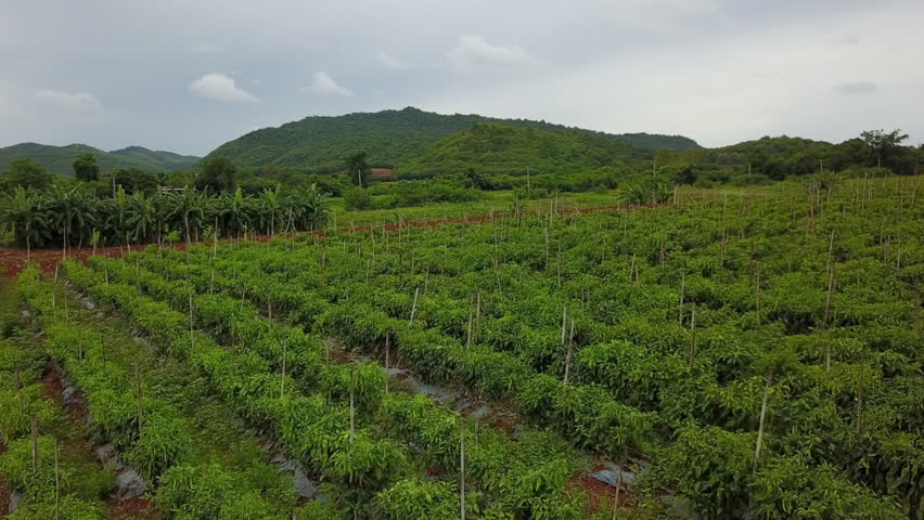 Chilli Pepper Organic Farm in Stock Footage Video (100% Royalty-free ...