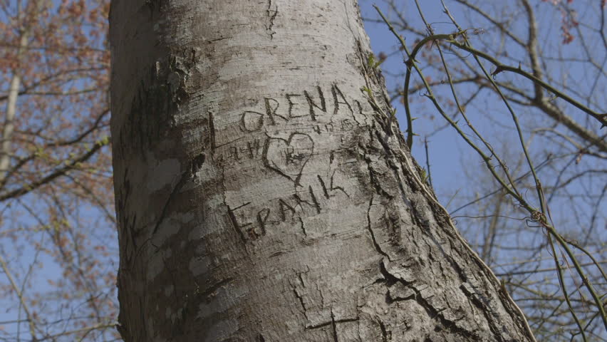 Oak Tree Etching Stock Video Footage - 4K and HD Video Clips | Shutterstock
