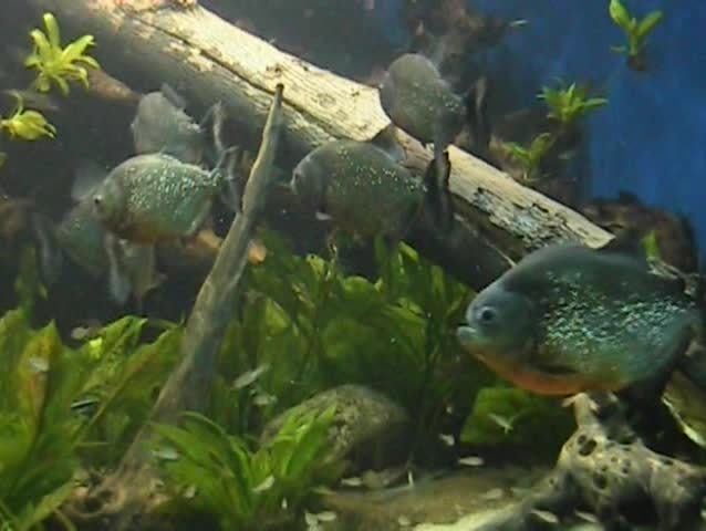 Underwater World,the Amazon Stock Footage Video (100% Royalty-free ...